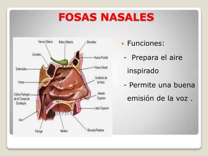 Función de las fosas nasales - Noticias Médicas