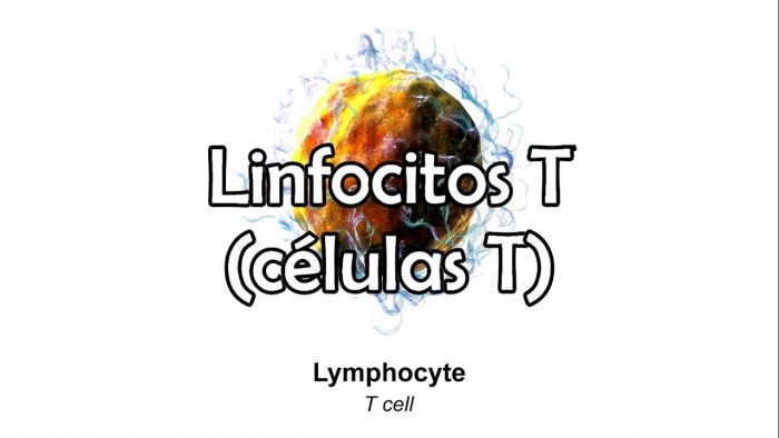 ¿Que son los linfocitos T? - Noticias Médicas